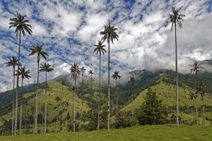 Top 10 Countries with Most Greenery- World Greenest Nations - Basic Planet